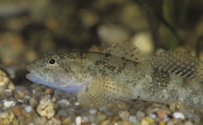 Le Chabot commun | DREAL Grand Est